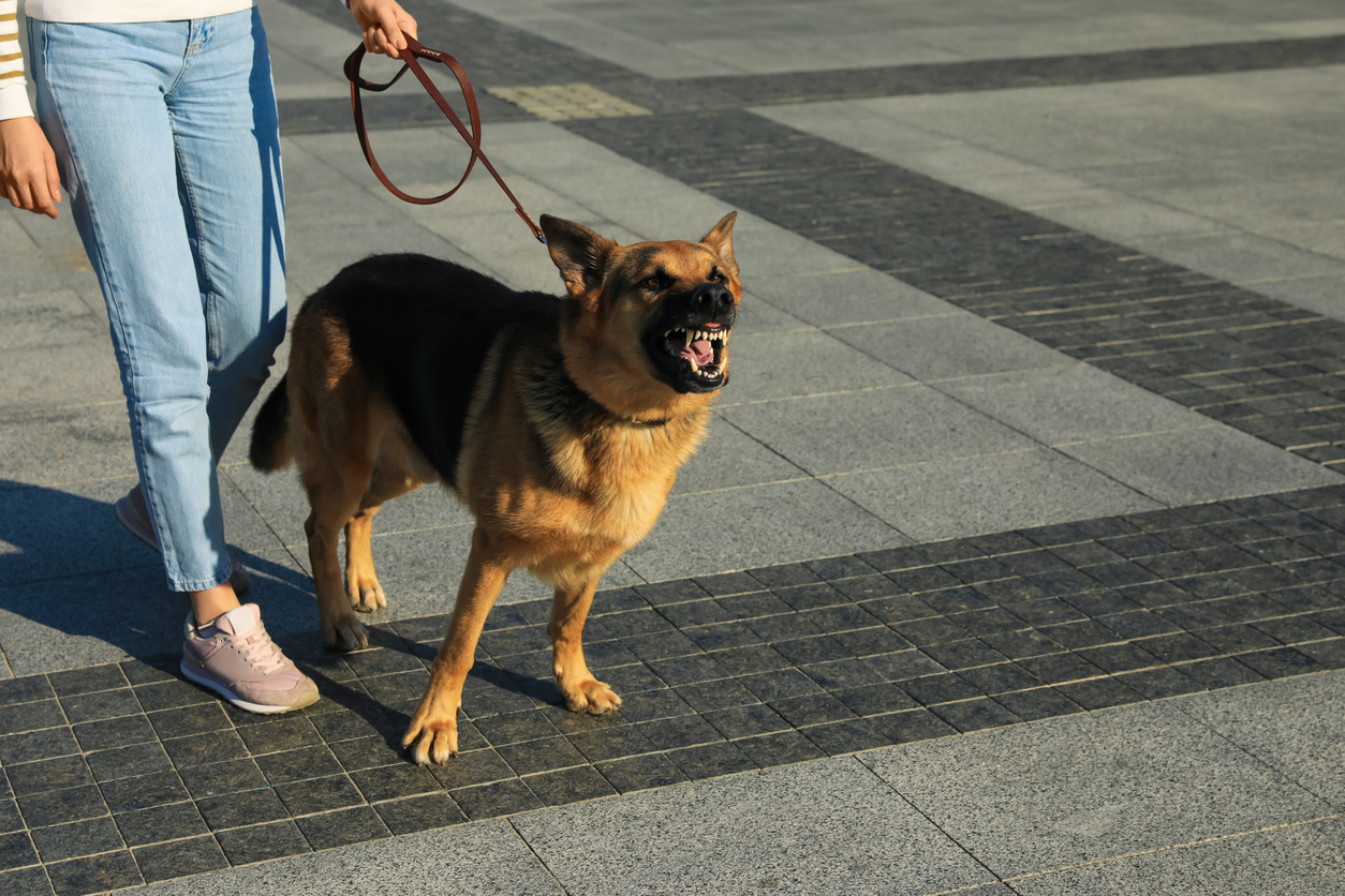 Fine for Not Registering Dog QLD (Tips to Avoid a $322 Penalty)